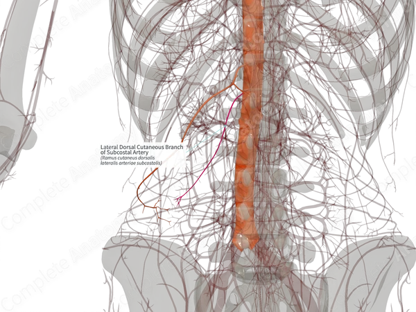 Lateral Dorsal Cutaneous Branch of Subcostal Artery (Right) | Complete ...