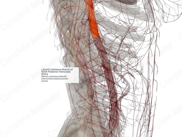 Lateral Cutaneous Branch of Ninth Posterior Intercostal Artery (Left ...