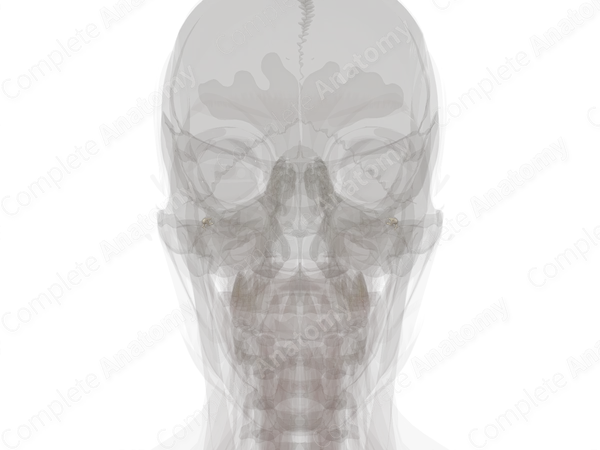 Auditory Ossicles | Complete Anatomy