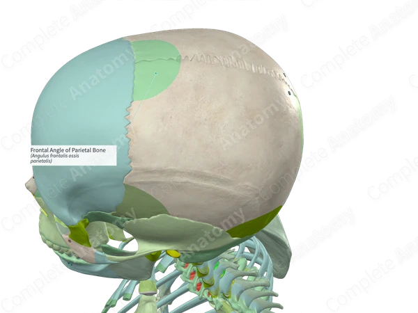 Frontal Angle of Parietal Bone | Complete Anatomy