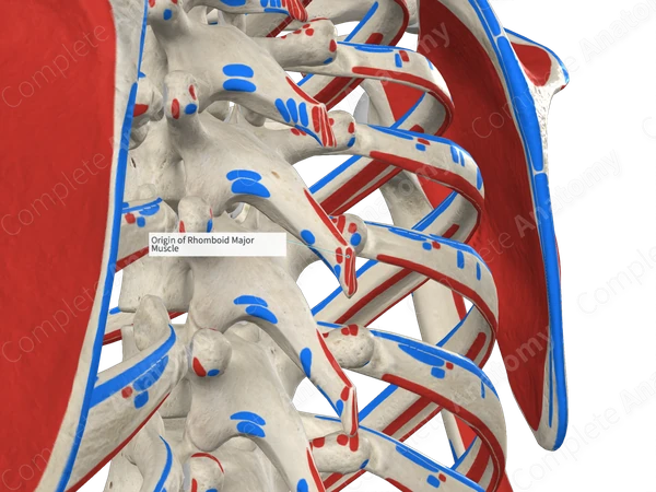 Origin of Rhomboid Major Muscle | Complete Anatomy