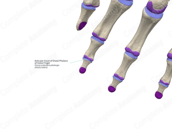 Articular Facet of Distal Phalanx of Index Finger | Complete Anatomy