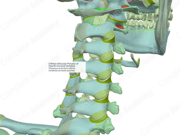 Inferior Articular Process of Fourth Cervical Vertebra (Right ...