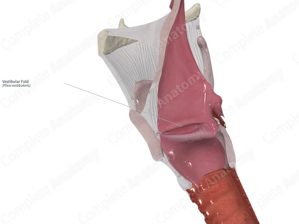 Vestibular Fold | Complete Anatomy