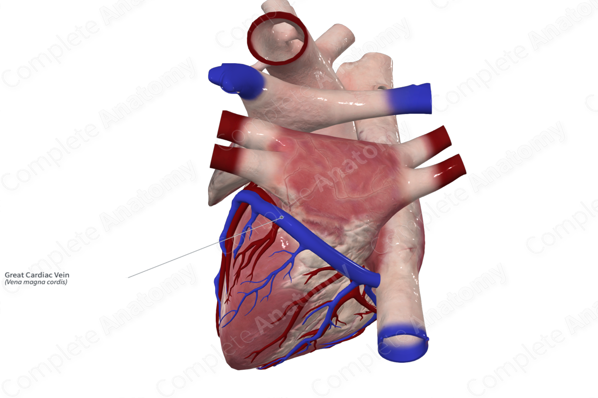 Great Cardiac Vein Complete Anatomy