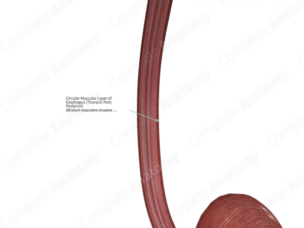 Circular Muscular Layer of Esophagus (Thoracic Part; Posterior ...