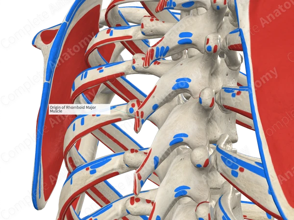 Origin of Rhomboid Major Muscle | Complete Anatomy