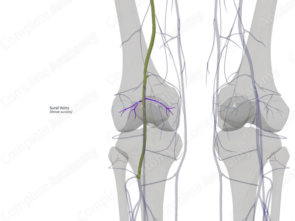 Sural Veins (Left) | Complete Anatomy