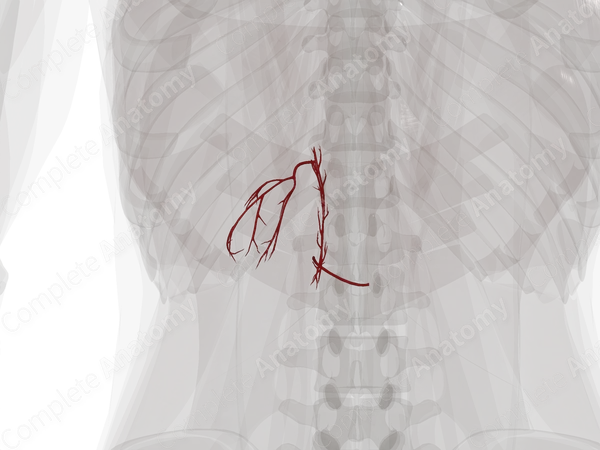 Arteries of Gallbladder and Extrahepatic Bile Ducts | Complete Anatomy