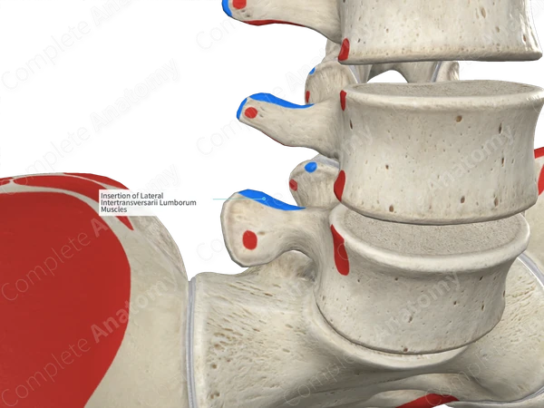 Insertion of Lateral Intertransversarii Lumborum Muscles | Complete Anatomy