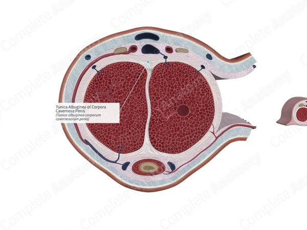 Tunica Albuginea of Corpora Cavernosa Penis | Complete Anatomy