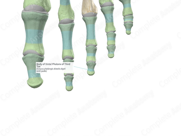 Body of Distal Phalanx of Third Toe | Complete Anatomy