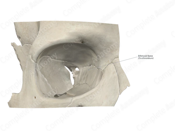 Ethmoid Bone | Complete Anatomy
