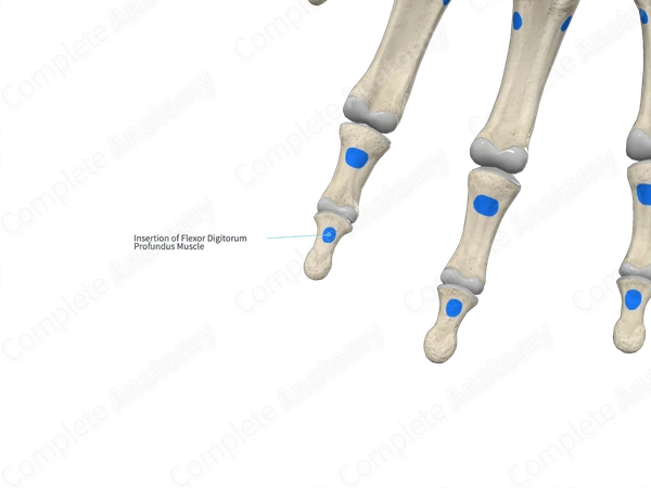 Insertion of Flexor Digitorum Profundus Muscle | Complete Anatomy