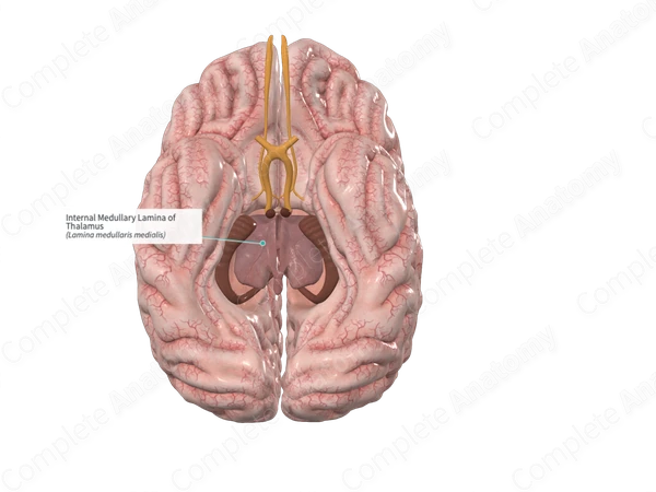 Internal Medullary Lamina of Thalamus | Complete Anatomy