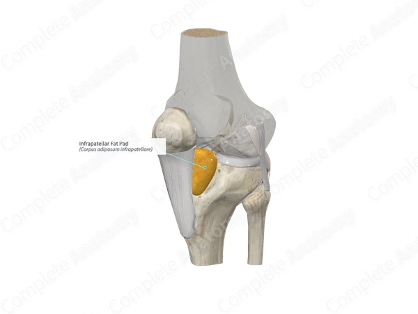 Infrapatellar Fat Pad | Complete Anatomy