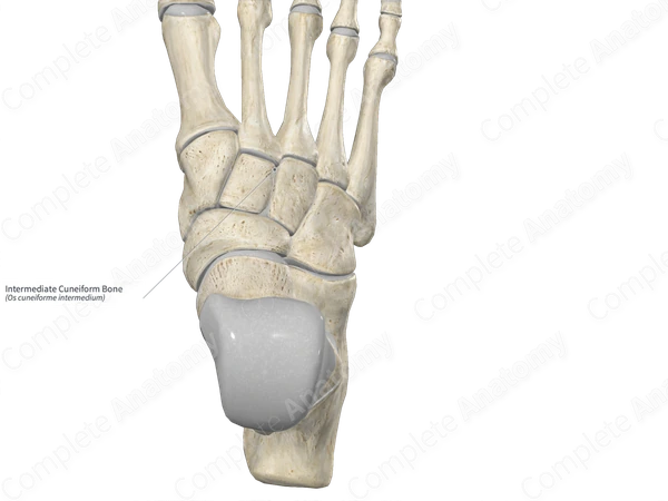 Intermediate Cuneiform Bone | Complete Anatomy