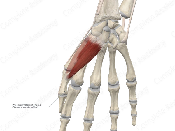 Human Thumb Anatomy Human Body Parts Pictures With Names Body Parts