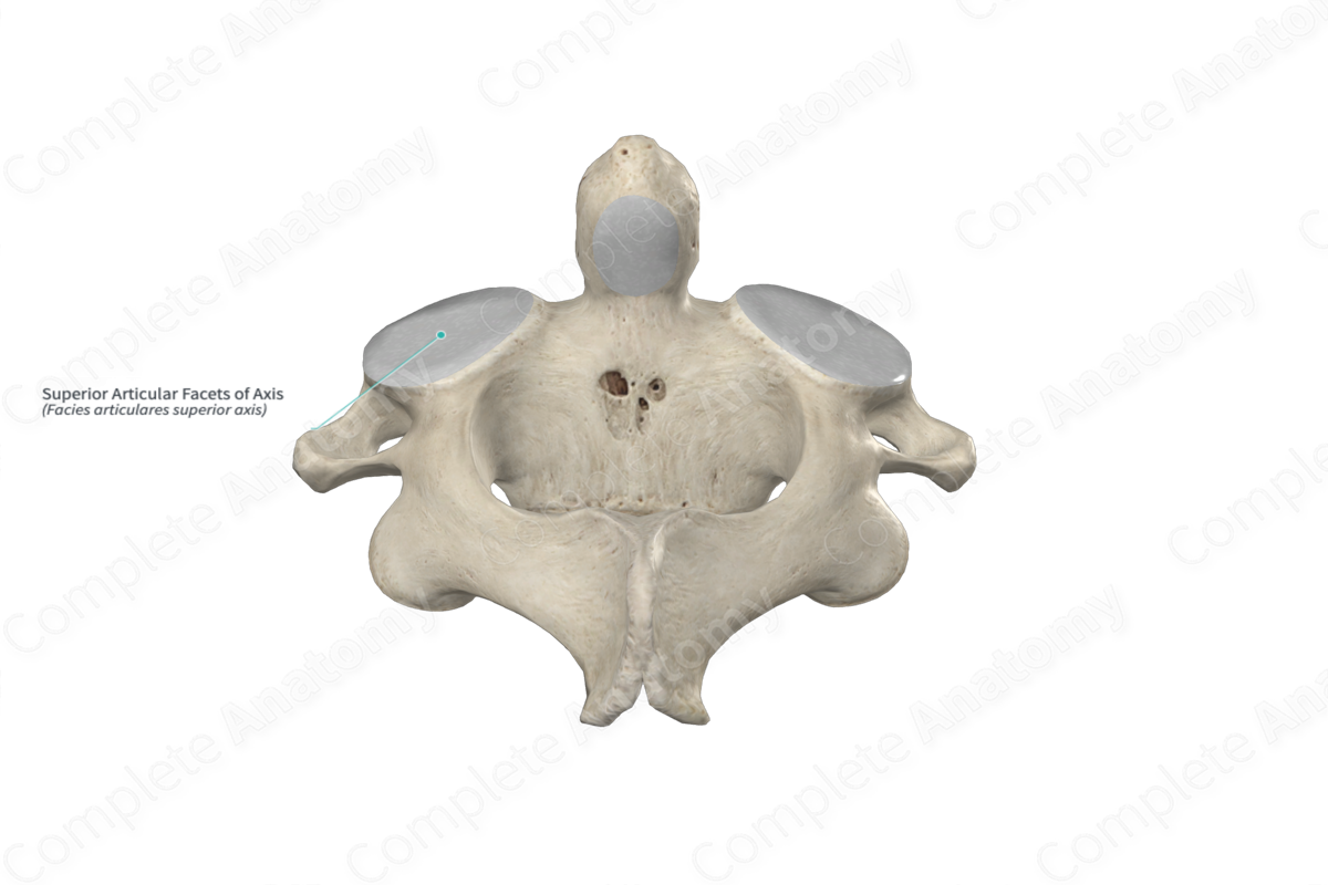 Superior Articular Facets of Axis | Complete Anatomy Superior Articular Facets of Axis | Complete Anatomy
