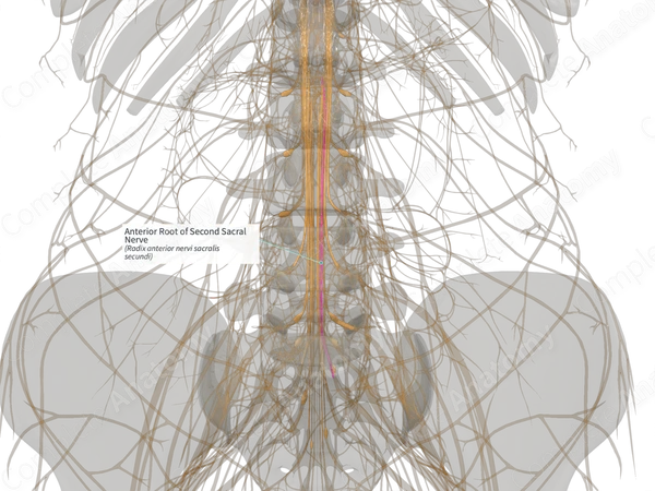 Anterior Root of Second Sacral Nerve (Left) | Complete Anatomy