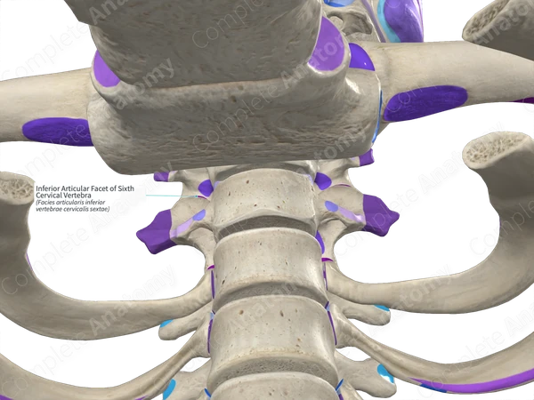 Inferior Articular Facet of Sixth Cervical Vertebra (Right) | Complete ...