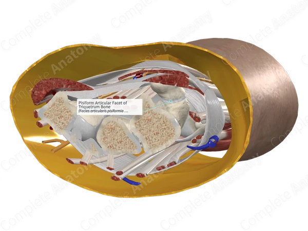 Pisiform Articular Facet of Triquetrum Bone | Complete Anatomy