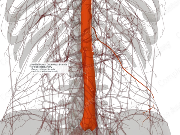 Medial Dorsal Cutaneous Branch of Subcostal Artery (Left) | Complete ...