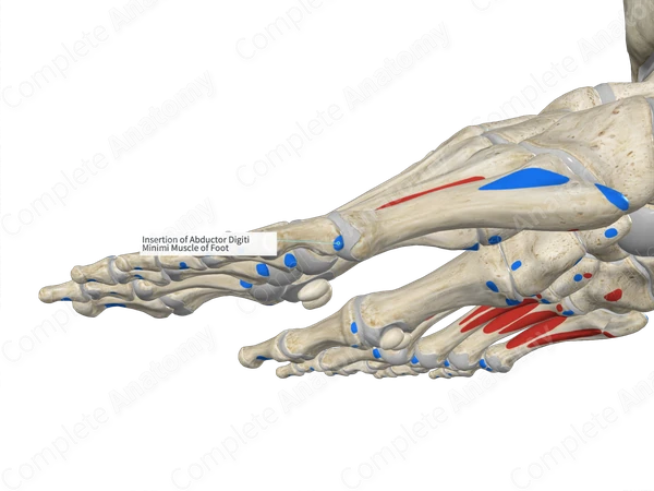 Insertion of Abductor Digiti Minimi Muscle of Foot | Complete Anatomy