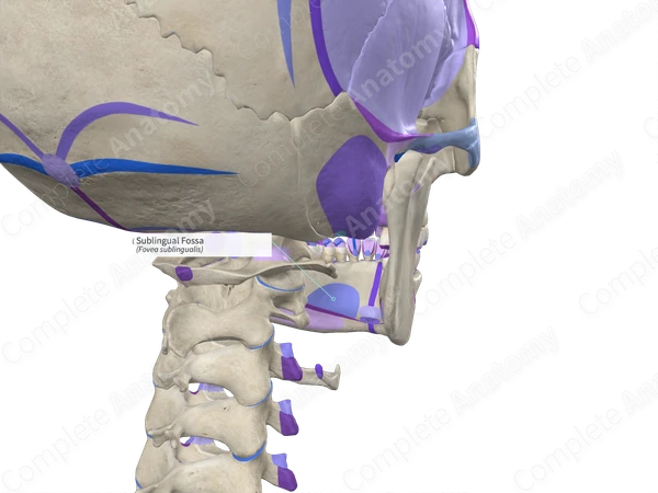 Sublingual Fossa (Left) | Complete Anatomy