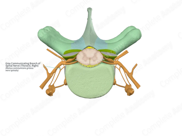 Gray Communicating Branch of Spinal Nerve (Thoracic; Right) | Complete ...