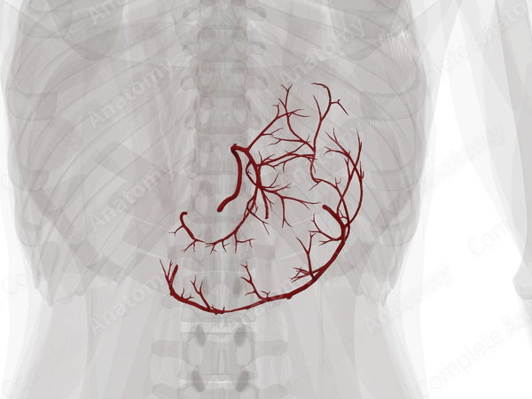 Arteries of Stomach | Complete Anatomy