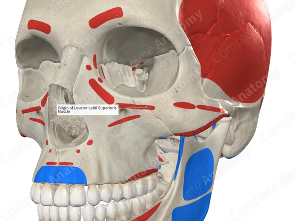 Origin of Levator Labii Superioris Muscle | Complete Anatomy