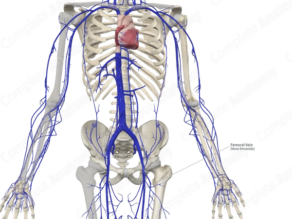 Femoral Vein | Complete Anatomy