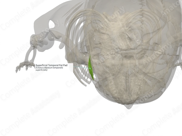 Superficial Temporal Fat Pad (Right) | Complete Anatomy