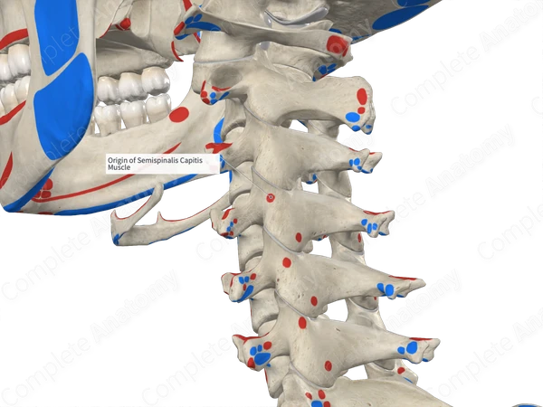 Origin of Semispinalis Capitis Muscle | Complete Anatomy