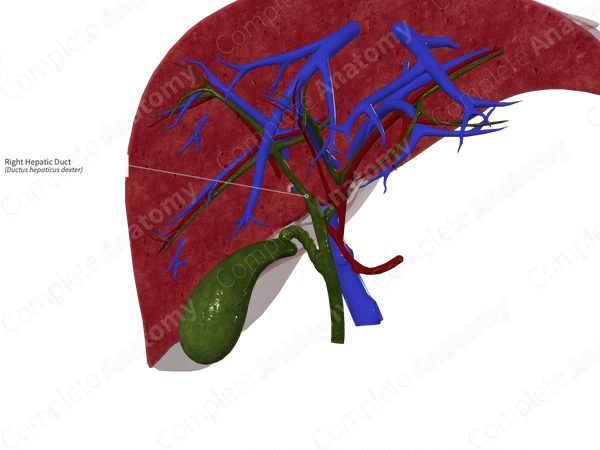 Right Hepatic Duct | Complete Anatomy