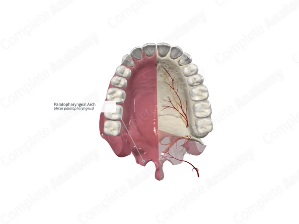 Palatopharyngeal Arch | Complete Anatomy