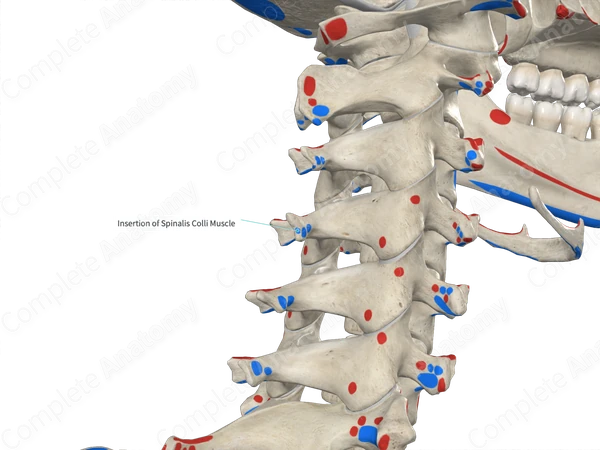Insertion of Spinalis Colli Muscle | Complete Anatomy
