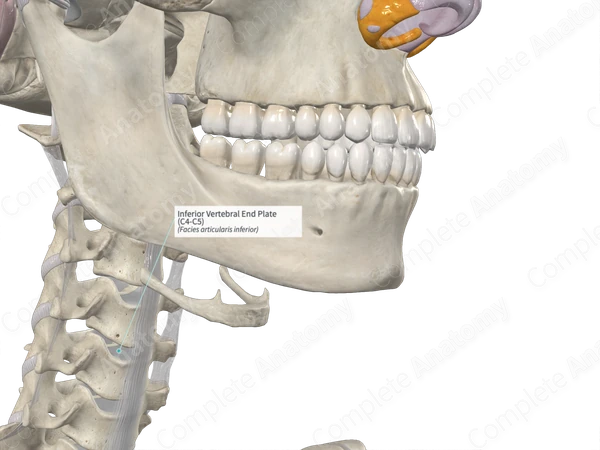 Inferior Vertebral End Plate (C4-C5) | Complete Anatomy