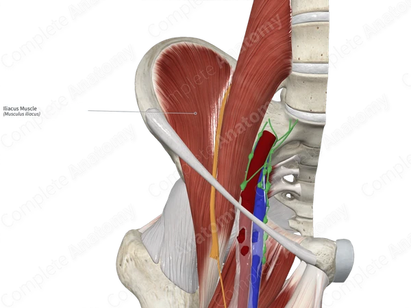 Iliacus Muscle | Complete Anatomy