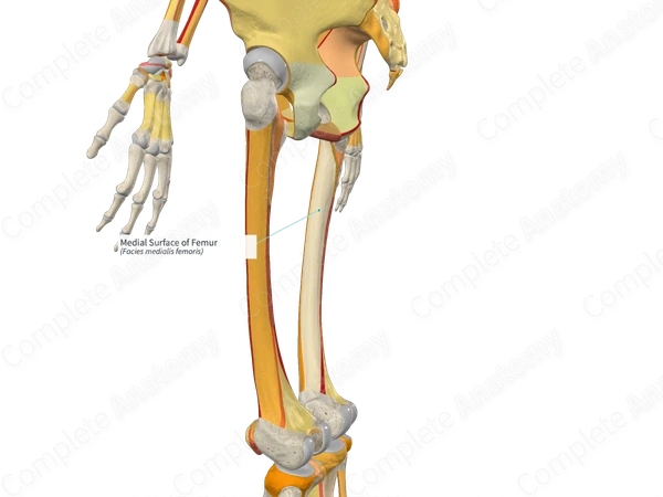 Medial Surface of Femur | Complete Anatomy