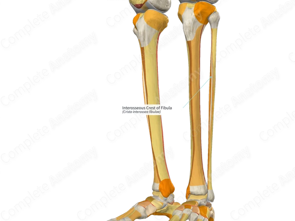Interosseous Crest of Fibula | Complete Anatomy
