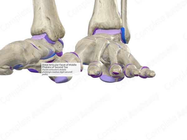 Distal Articular Facet of Middle Phalanx of Second Toe | Complete Anatomy