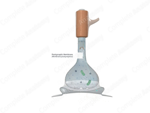 Postsynaptic Membrane | Complete Anatomy
