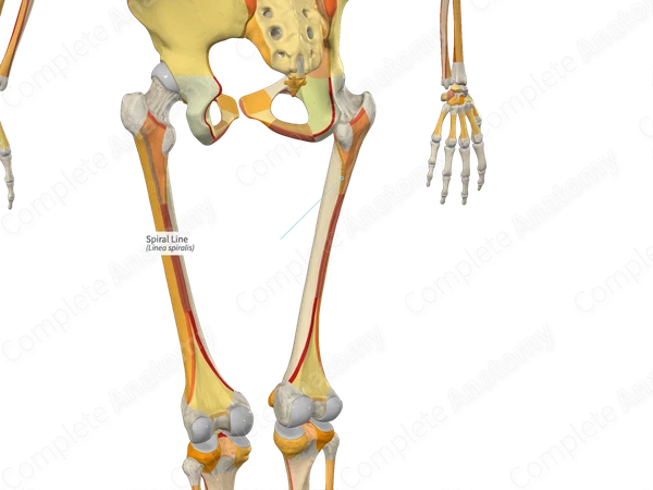 Spiral Line | Complete Anatomy