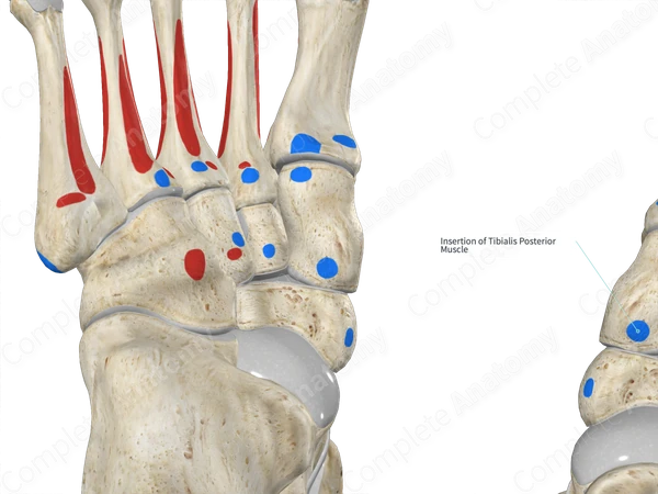Insertion of Tibialis Posterior Muscle | Complete Anatomy