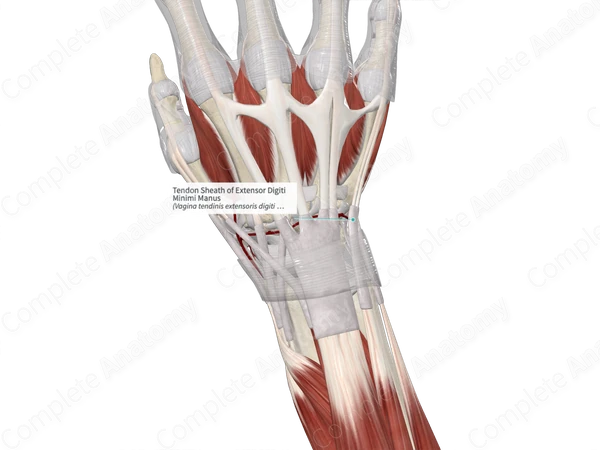 Tendon Sheath of Extensor Digiti Minimi Manus | Complete Anatomy