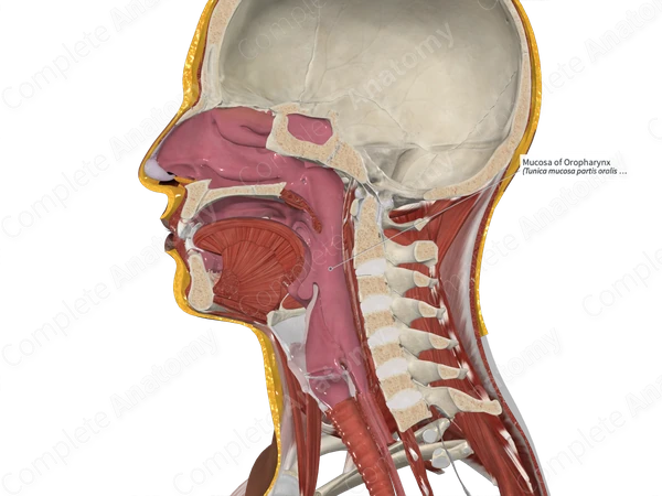 Mucosa of Oropharynx | Complete Anatomy