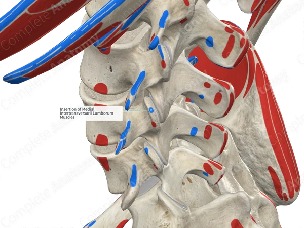 Insertion of Medial Intertransversarii Lumborum Muscles | Complete Anatomy