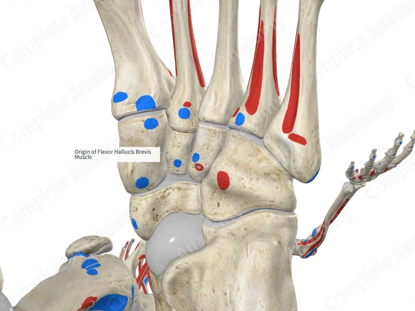 Origin of Flexor Hallucis Brevis Muscle | Complete Anatomy